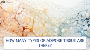Adipose Tissue: Definition, Types, Function, Benefits, and Risks